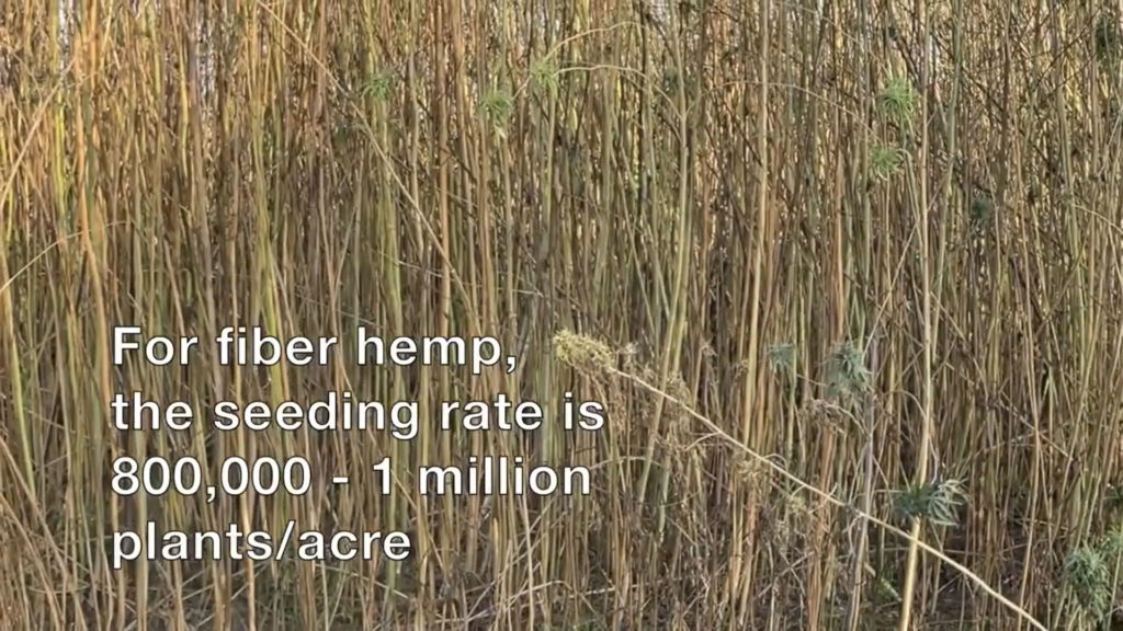 Growing Hemp For Fiber | Pot TV